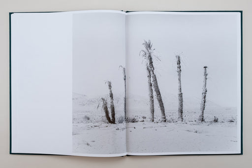 Sybren Vanoverberghe / Conference of The Birds